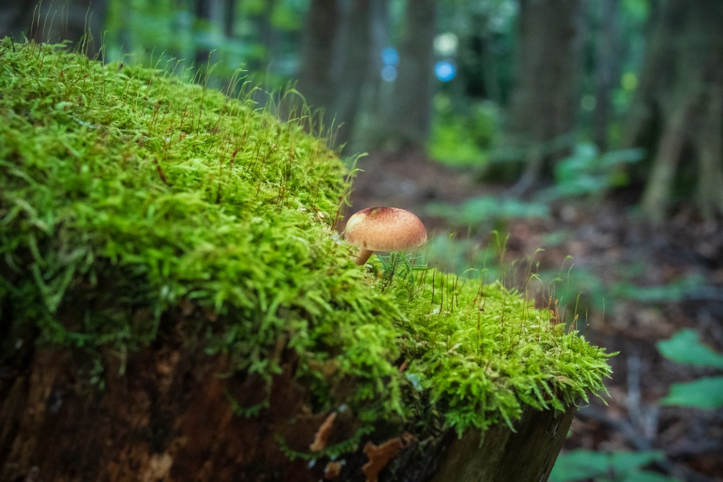 Wellness in the Wilderness – A Forest Bathing Getaway in Iiyama ...